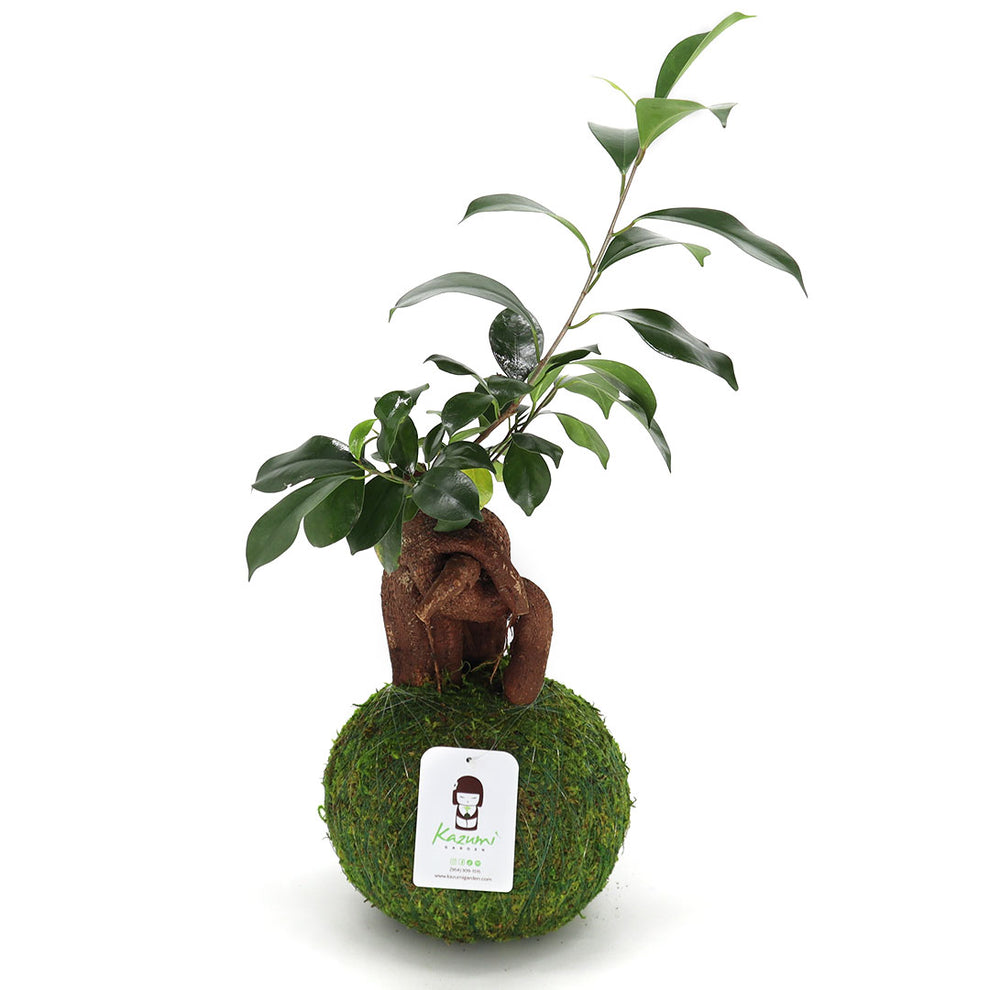 Bonsai Ficus Ginger | Moss Ball Kokedama – Kazumi Garden